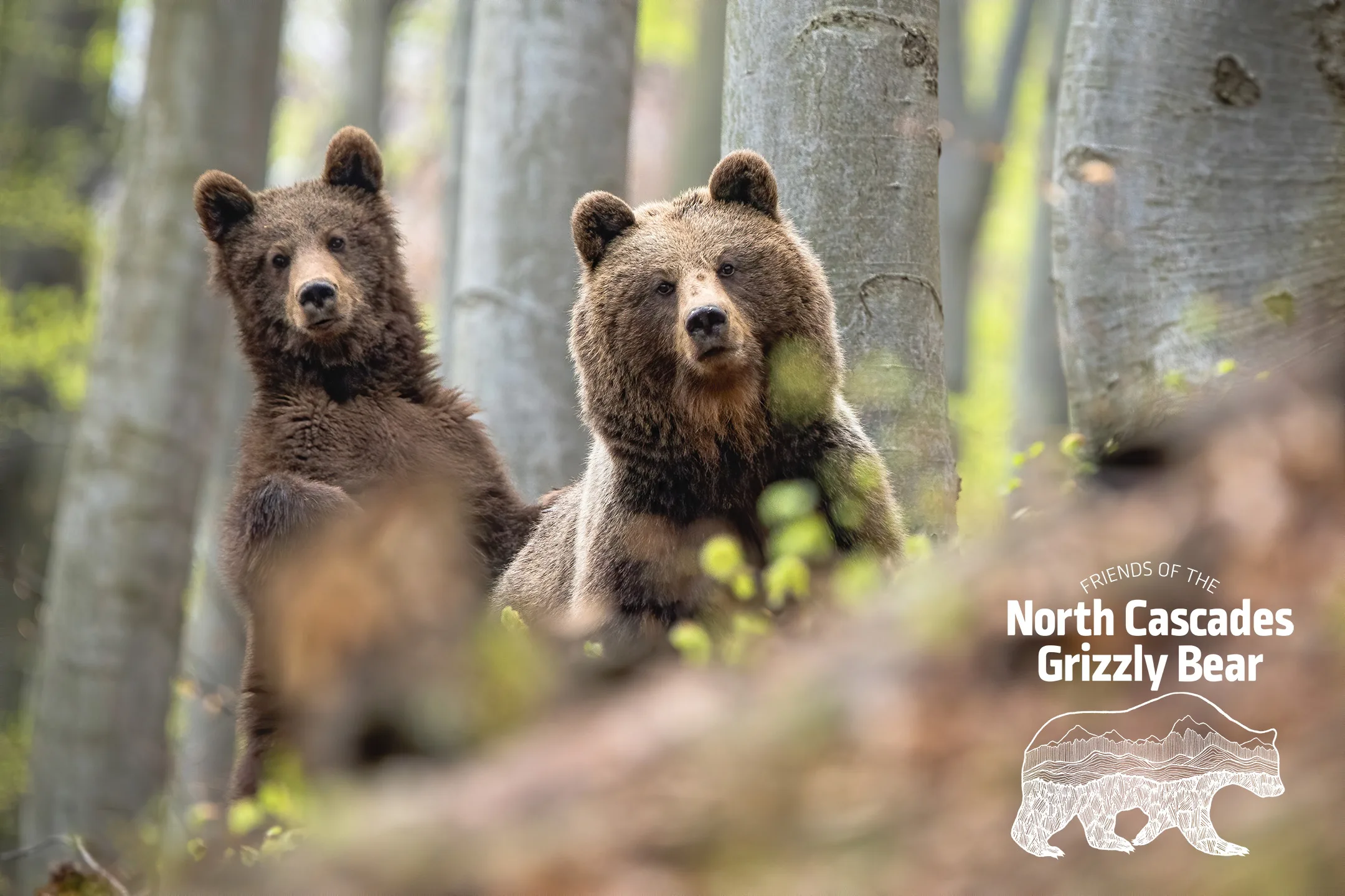 About - Friends of the North Cascades Grizzly Bear